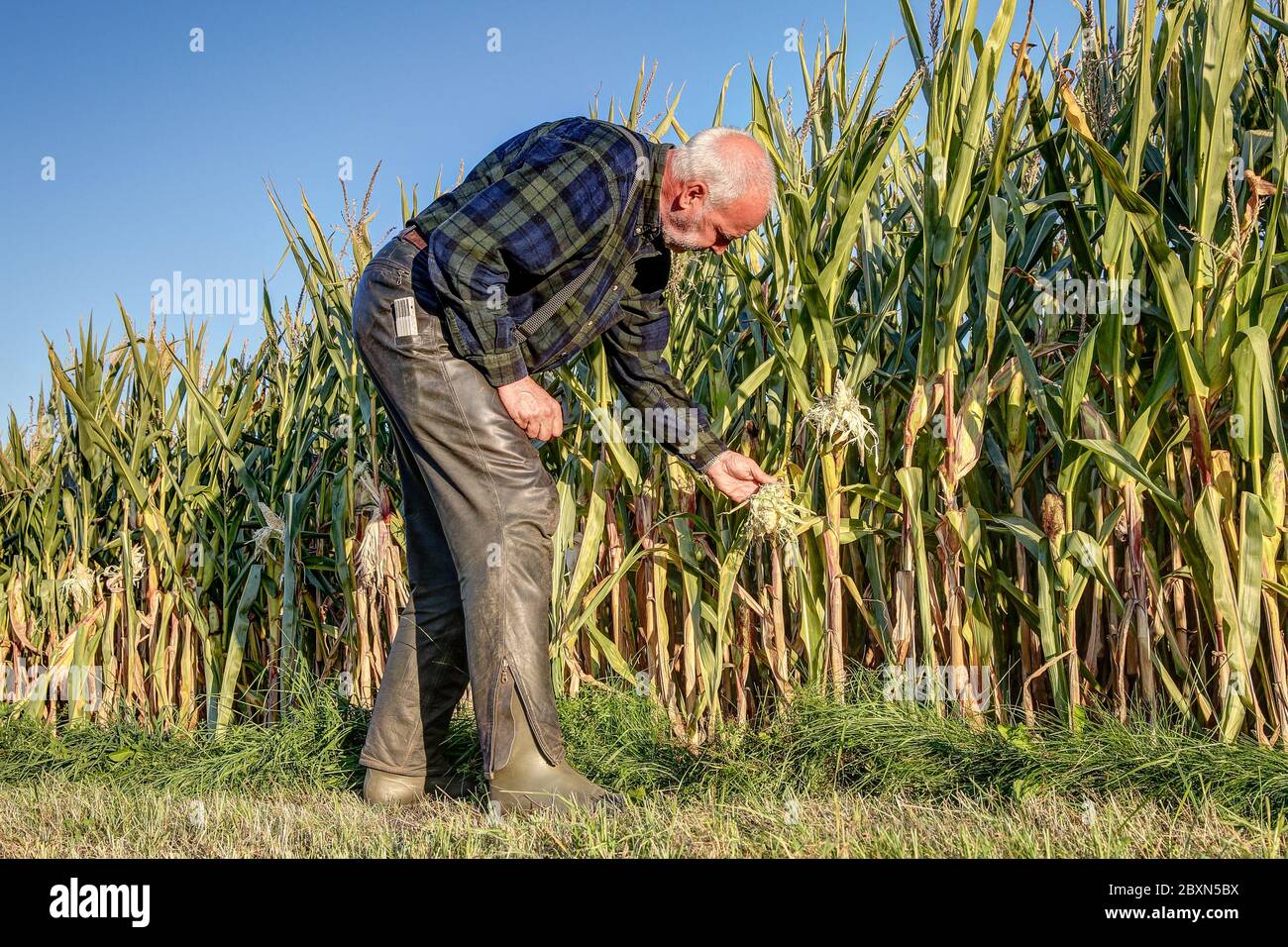 A hunter inspects a field for the game damage caused by crows. Damage ...