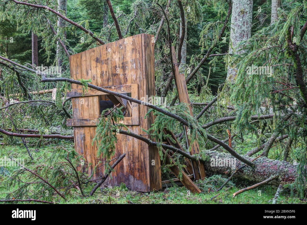 Exactly hit. During a storm a falling tree falls straight onto a hunter ...