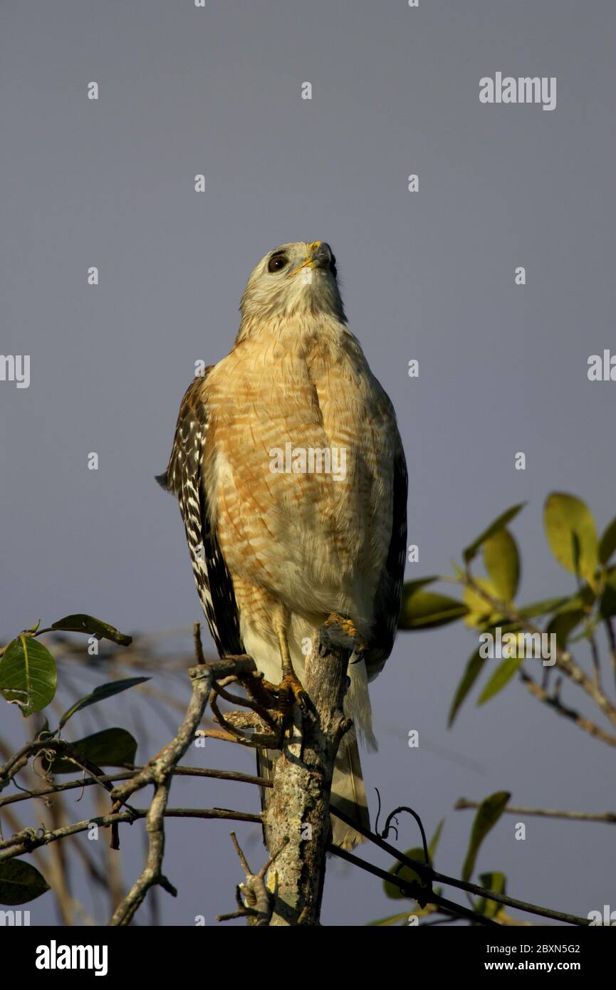 Chicken hawks hi-res stock photography and images - Alamy