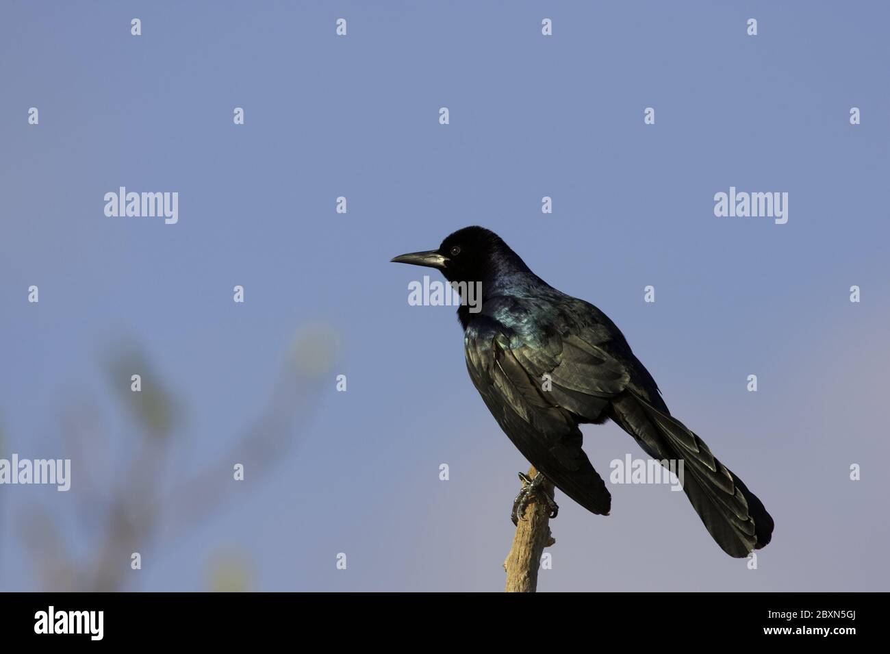 Quiscalus major, Boat-tailed Grackle Stock Photo - Alamy