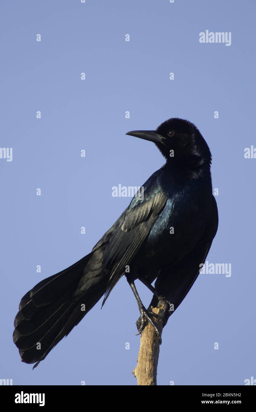 Quiscalus major, Boat-tailed Grackle Stock Photo - Alamy
