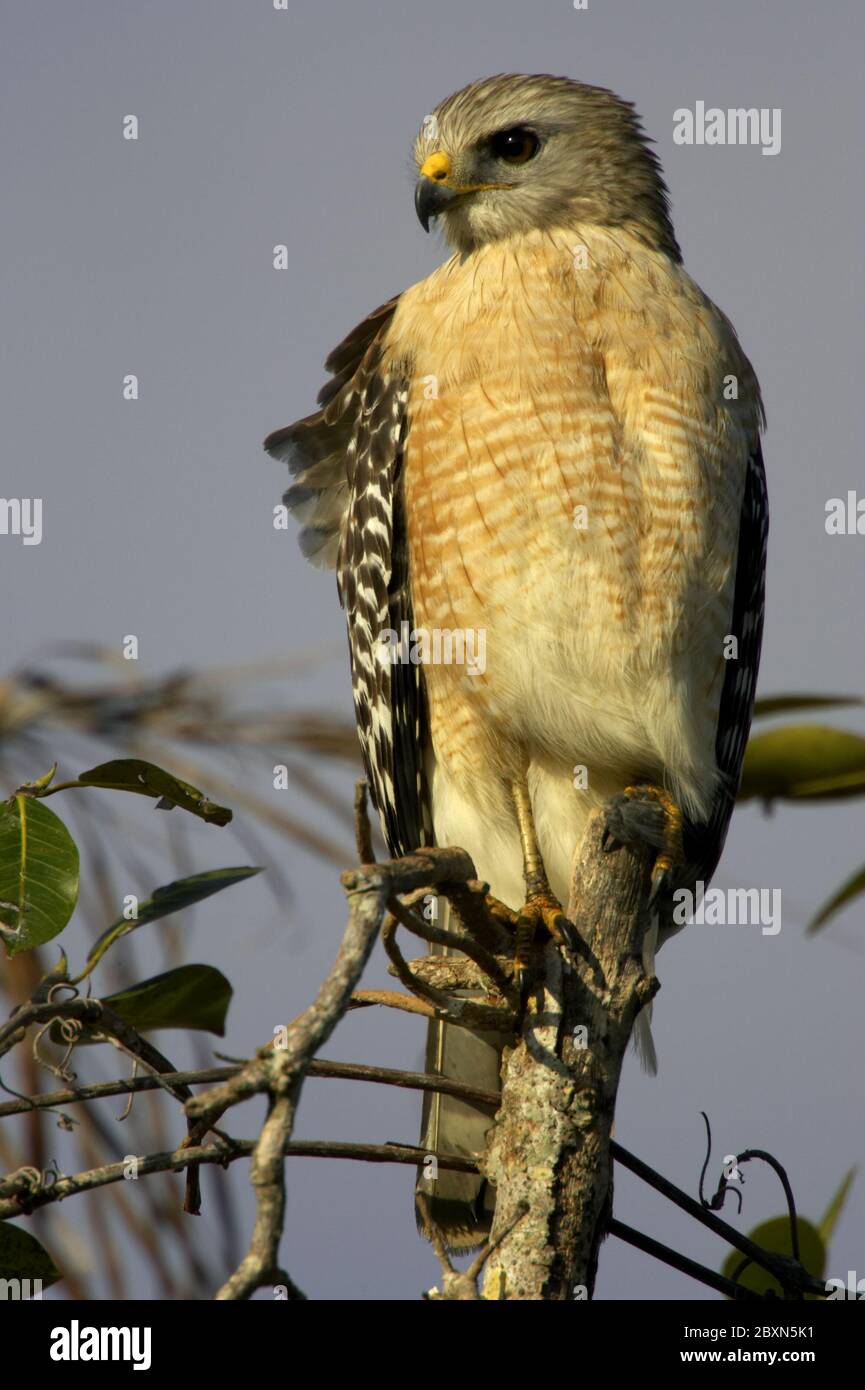 Chicken hawks hi-res stock photography and images - Alamy