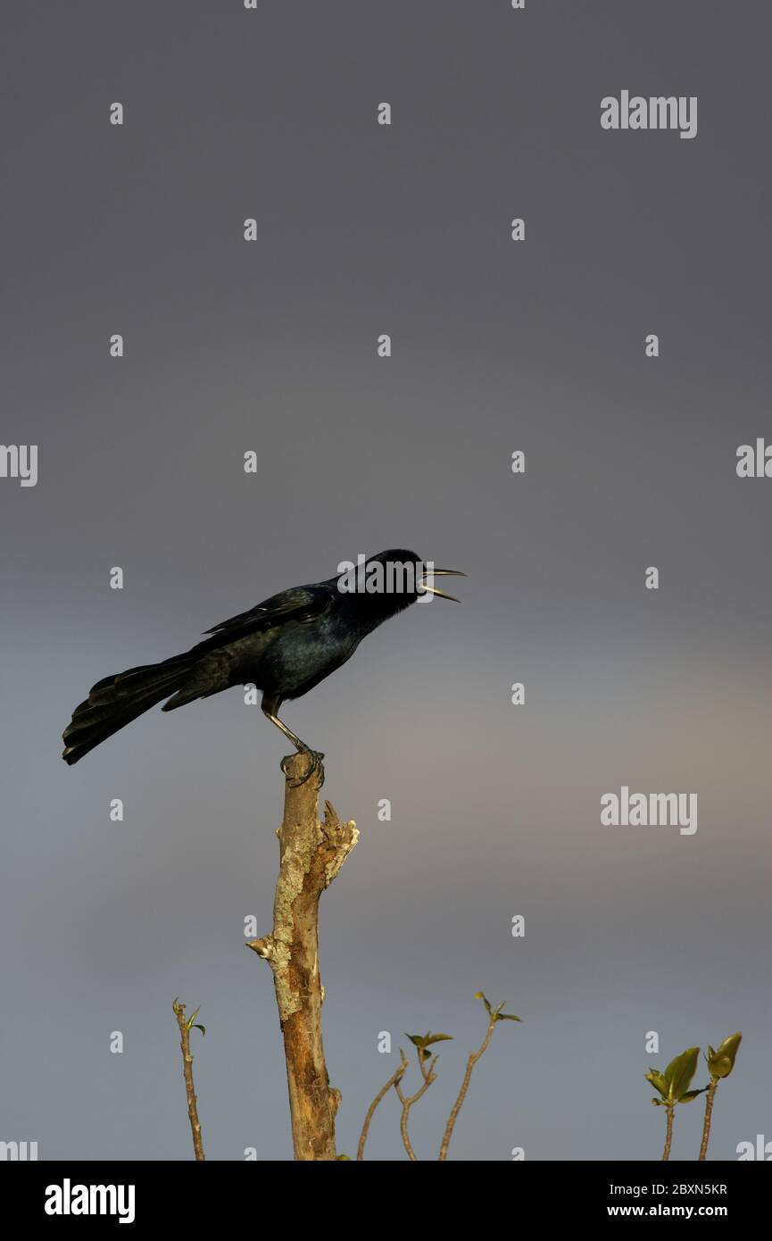 Quiscalus major, Boat-tailed Grackle Stock Photo - Alamy