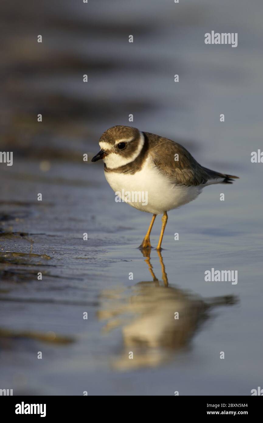 Charadrius semipalmatus hi-res stock photography and images - Alamy