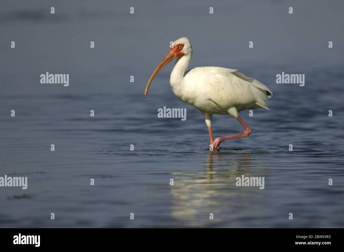 Eudocimus albus, White Ibis Stock Photo - Alamy