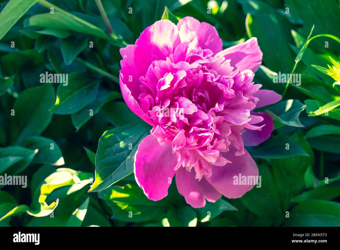 Pink peony outdoors. Single paeonia in green garden, springtime concept ...
