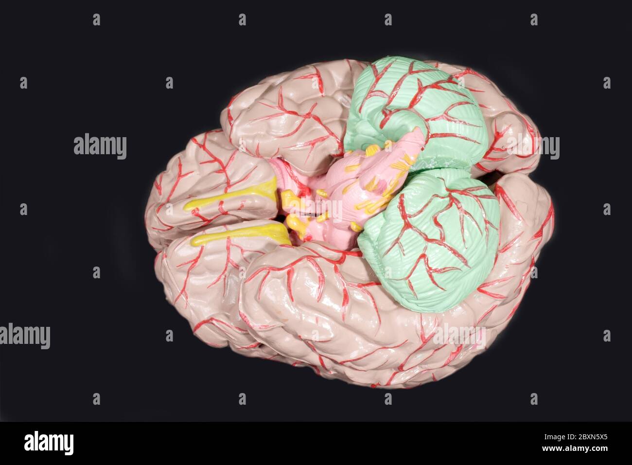 Psyche in human brain hi-res stock photography and images - Alamy