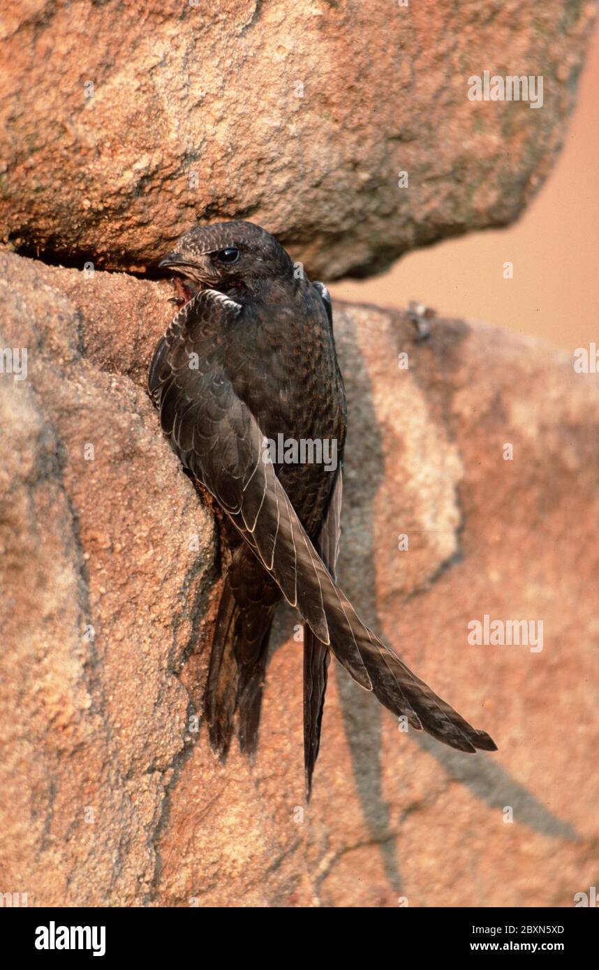 apus apus, Swift, Europe Stock Photo - Alamy
