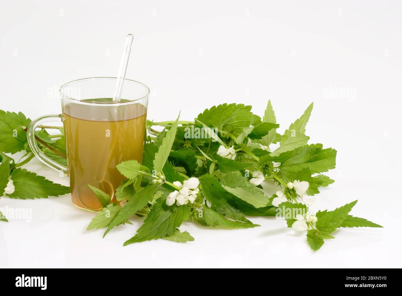 Nettle tea drink hi-res stock photography and images - Alamy