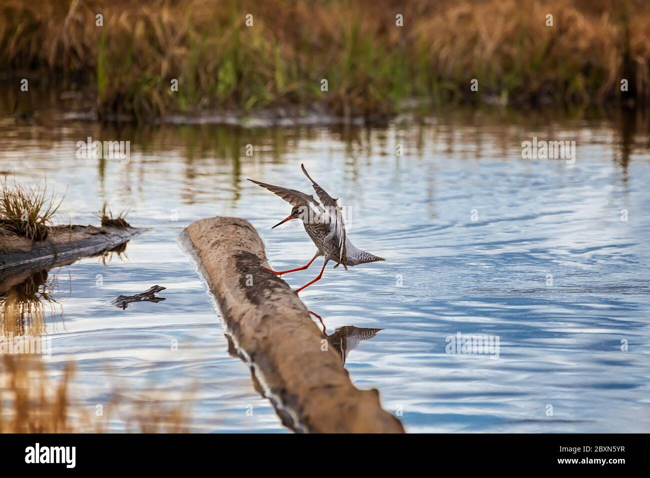 Swamp lands hi-res stock photography and images - Alamy
