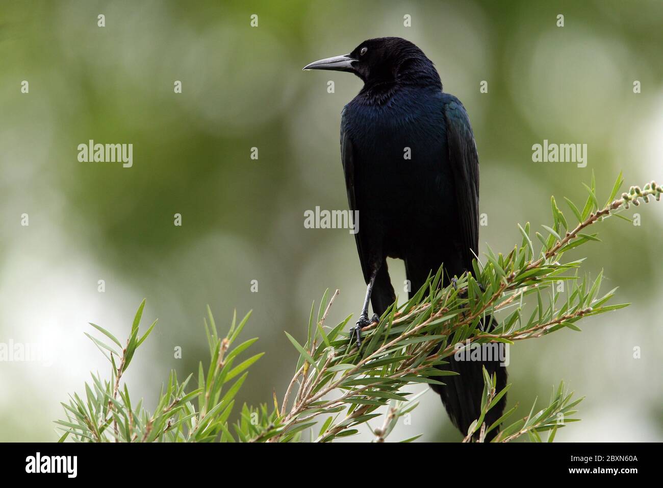 Quiscalus major, Boat-tailed Grackle Stock Photo - Alamy