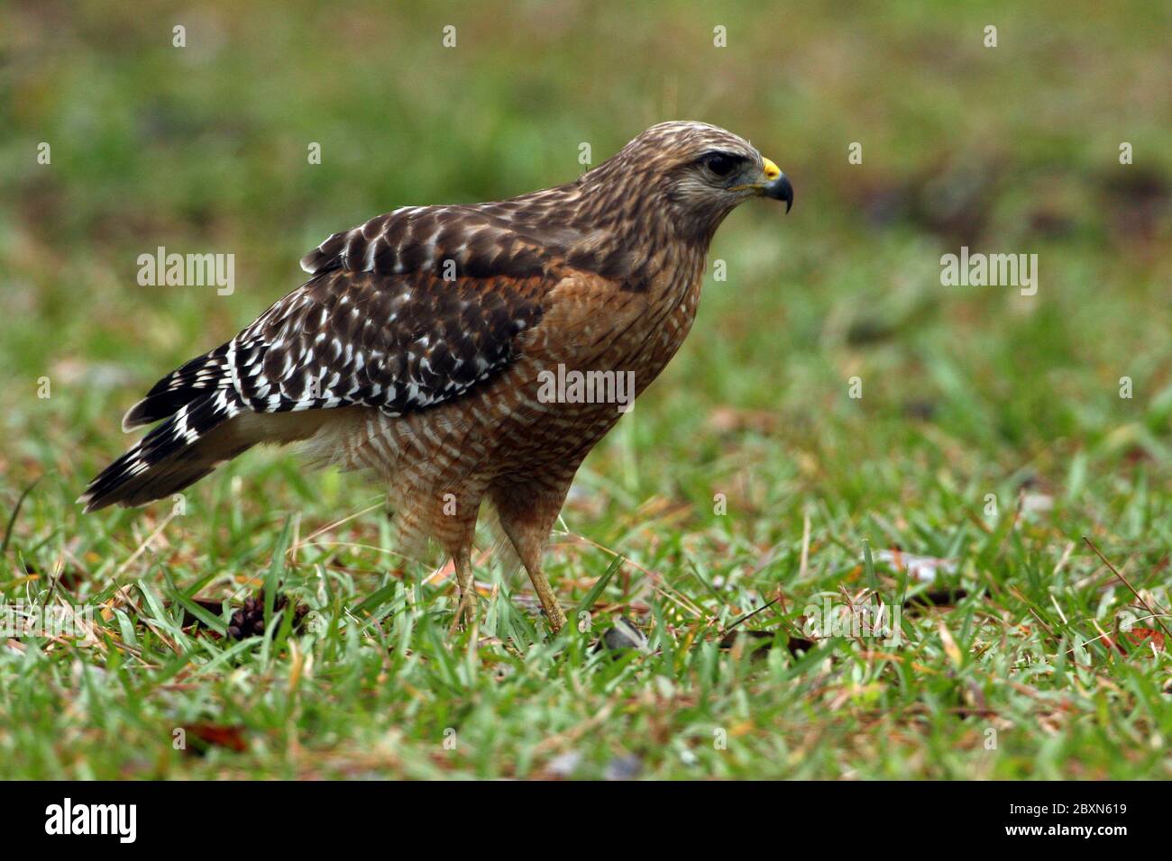 Chicken hawks hi-res stock photography and images - Alamy