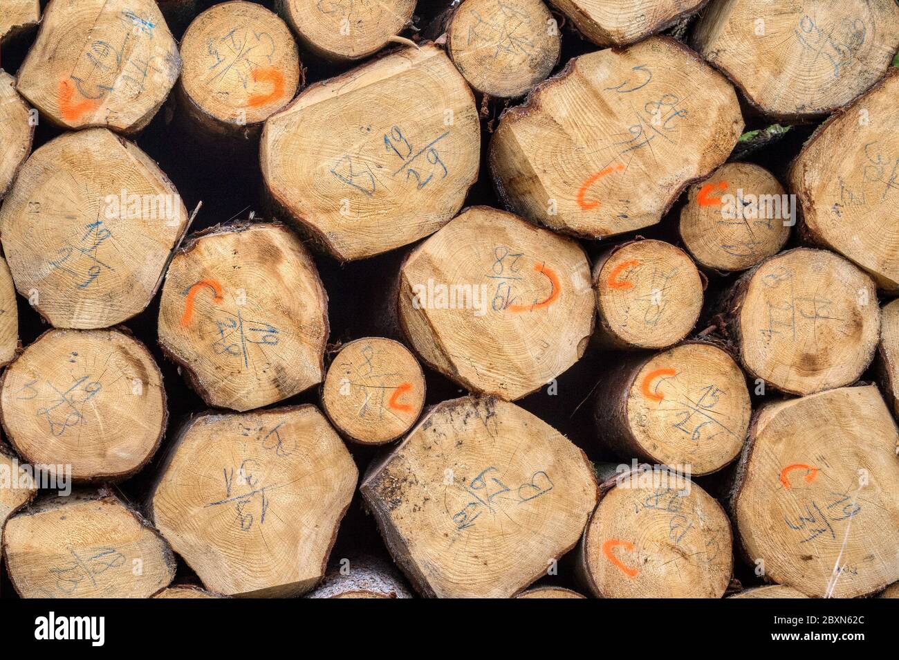 Felled tree trunks with numbers. The first number stands for the ength ...