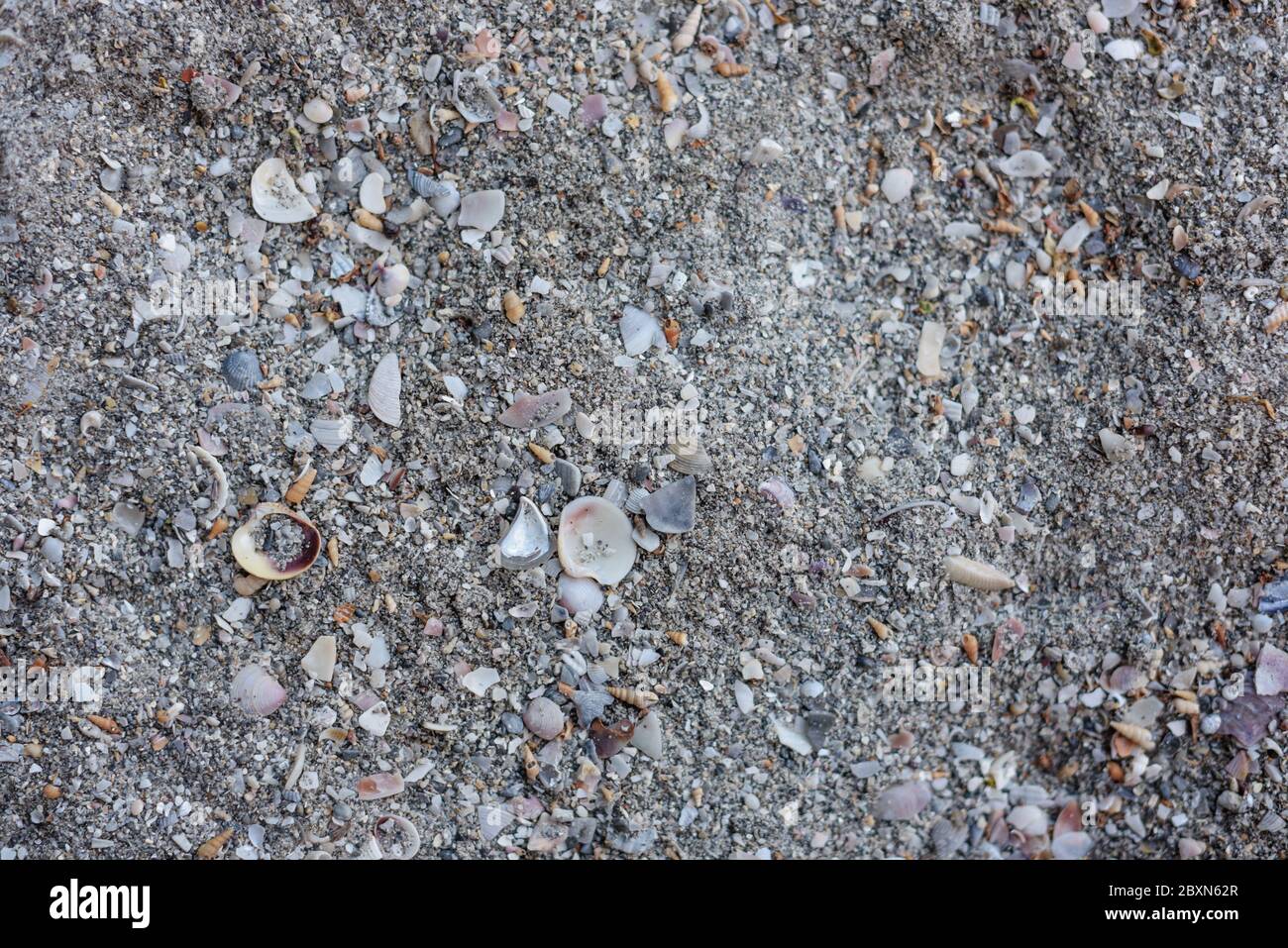 Gray sea sand with shells. Natural background, texture Stock Photo - Alamy