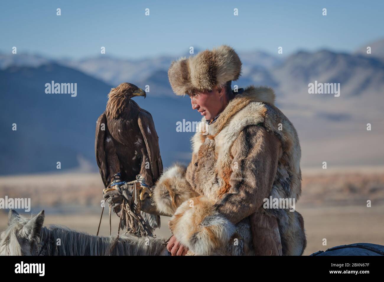Kazakh berkut hunting Stock Photo - Alamy