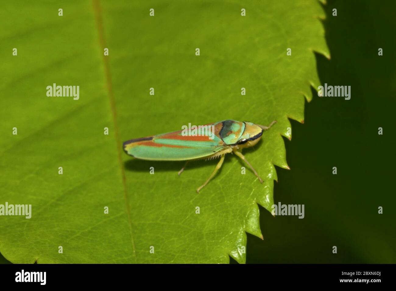 rhododendron leafhopper 'Graphocephala coccinea' Stock Photo - Alamy
