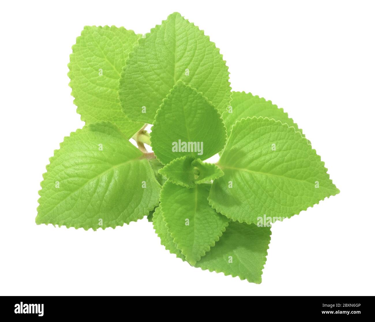 Vegetable and Herb, Bunch of Cuban Oregano or Indian Borage, Oreille or ...