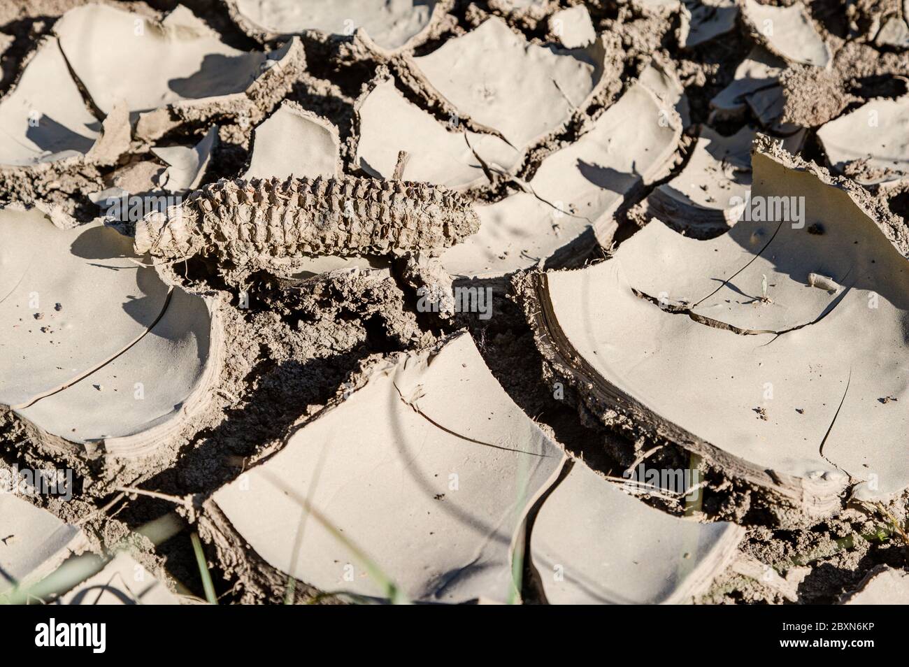 Crop failure hi-res stock photography and images - Alamy