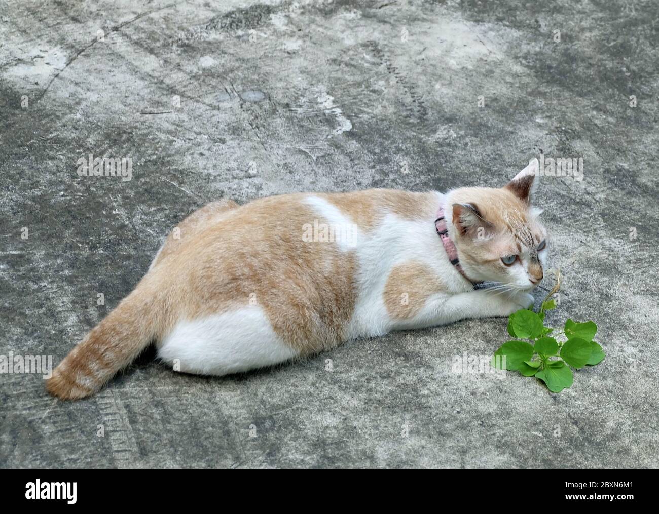 Indian copperleaf hi-res stock photography and images - Alamy