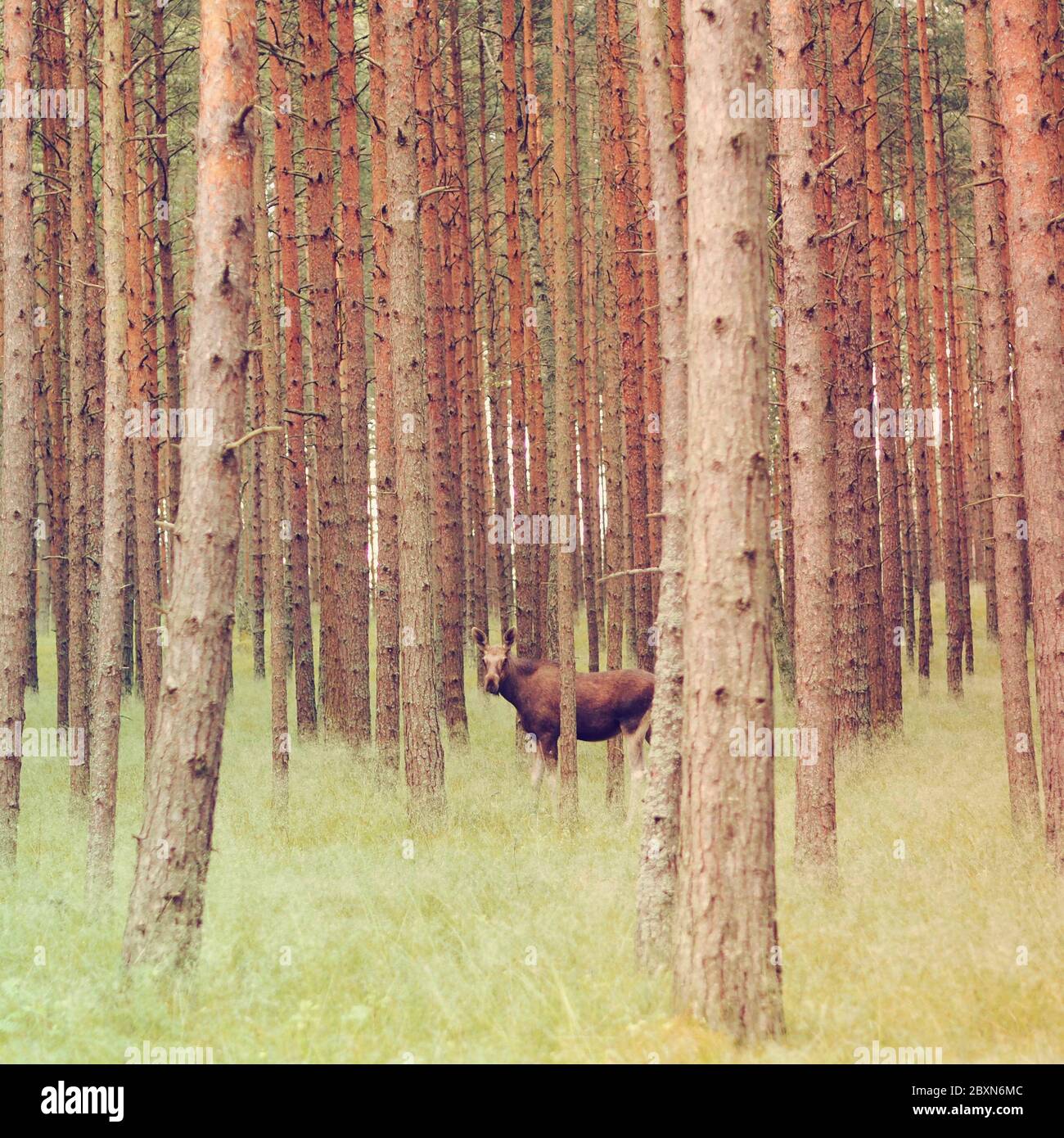 Elk in the forest among the trees. Curonian Spit. Female wild elk in ...