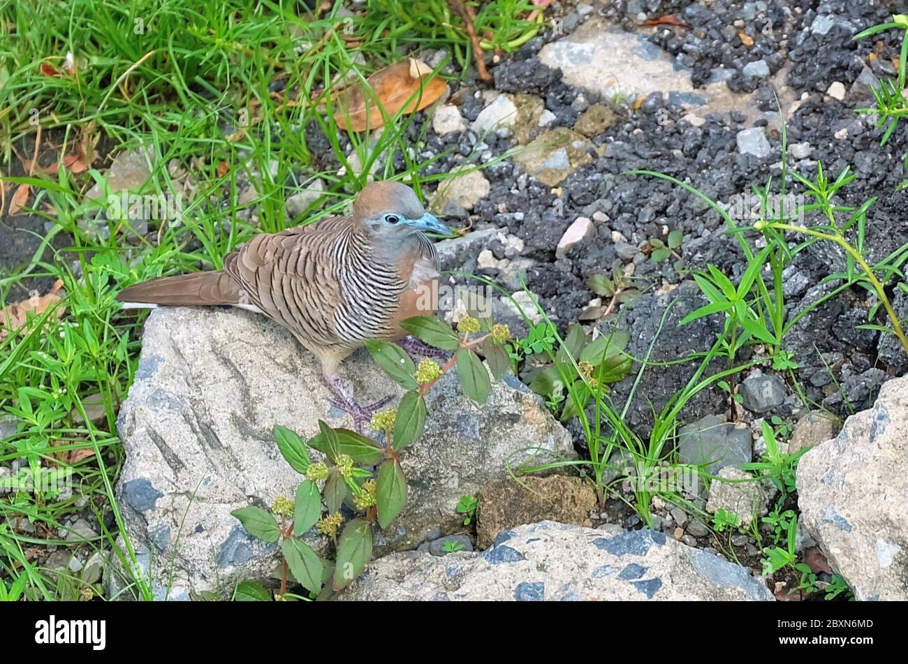 Animal and Wildlife, Brownish Grey with Black and White Barring Zebra ...
