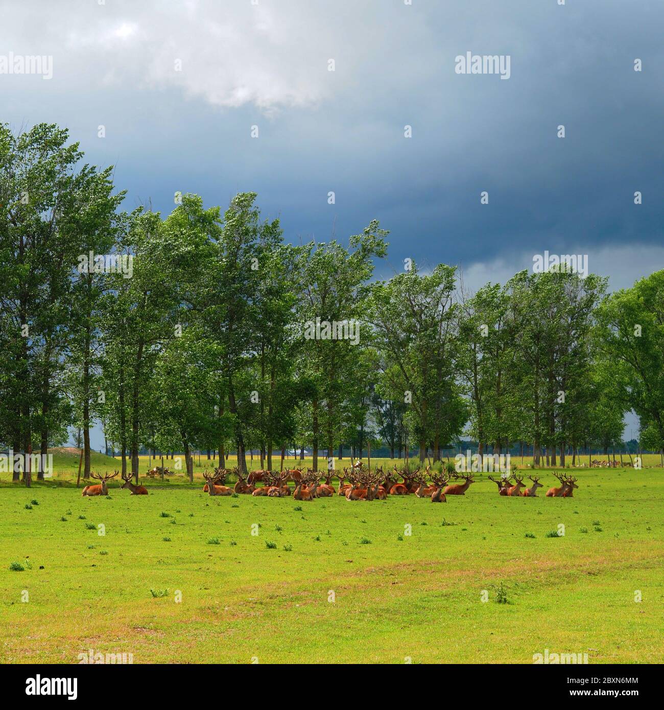 Flock of deer hi-res stock photography and images - Alamy
