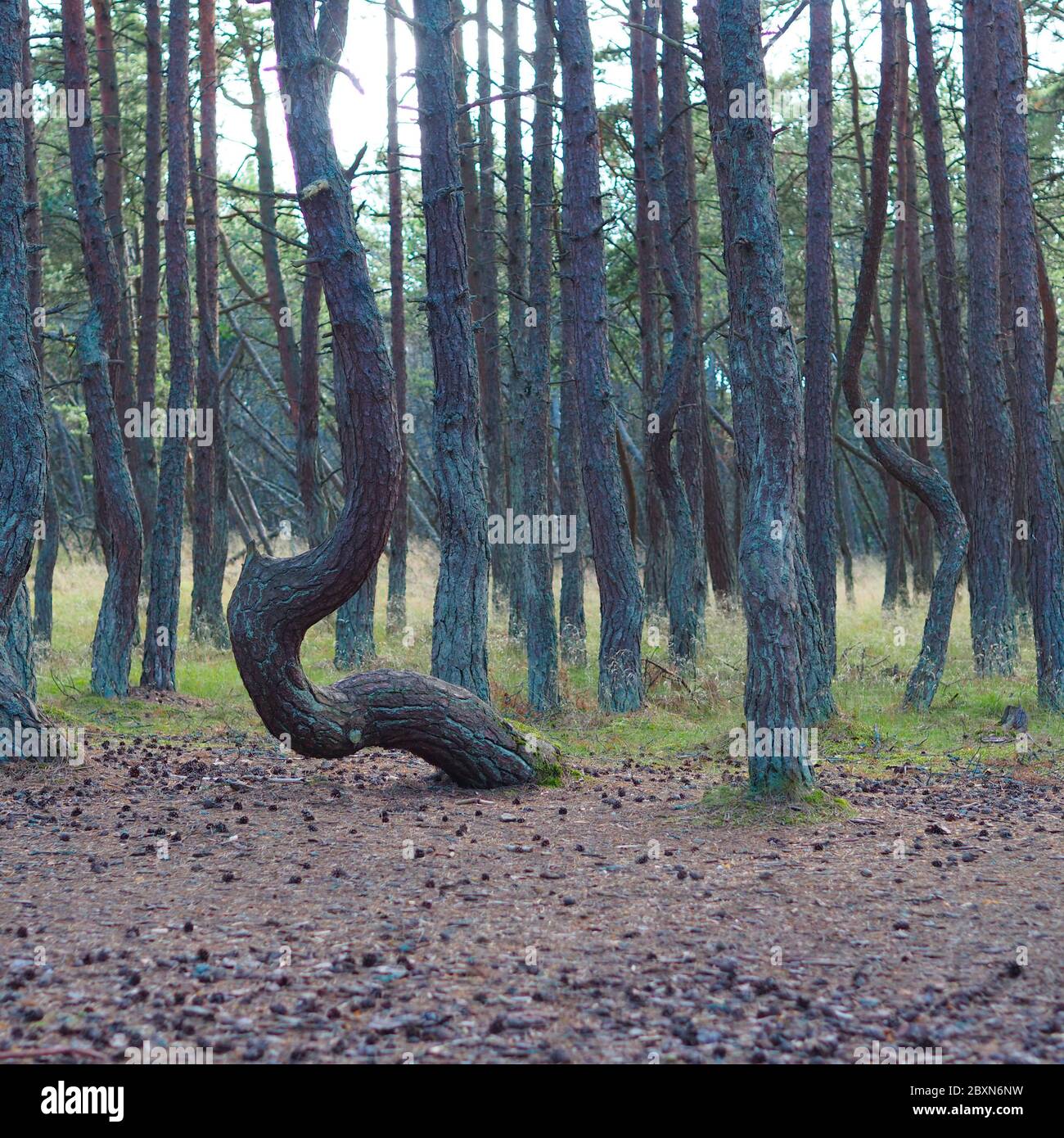 The dancing forest on the Curonian Spit. Drunken pine forest Stock ...