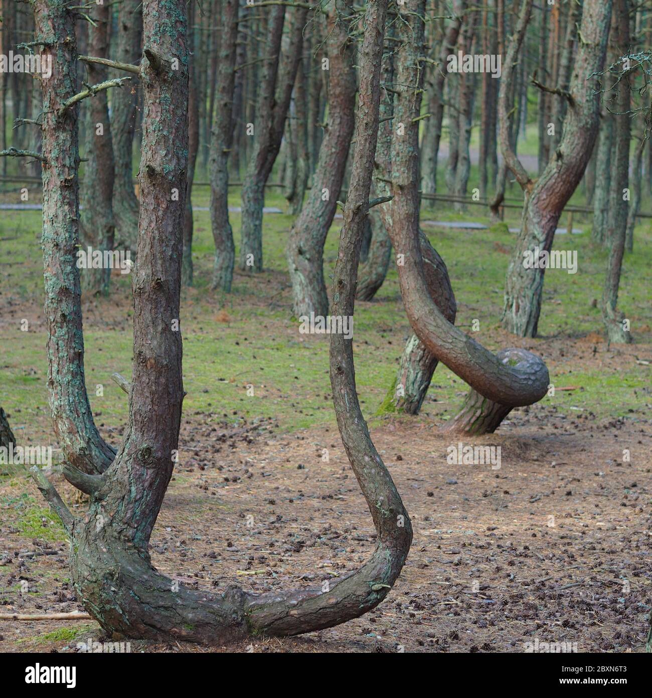 Dancing forest hi-res stock photography and images - Alamy