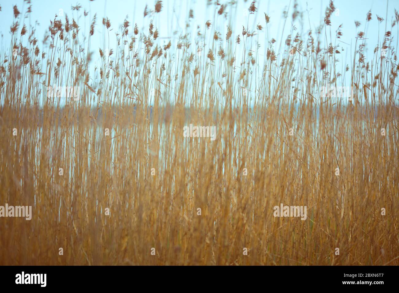 Dry Long Grass at Frank Hudson blog