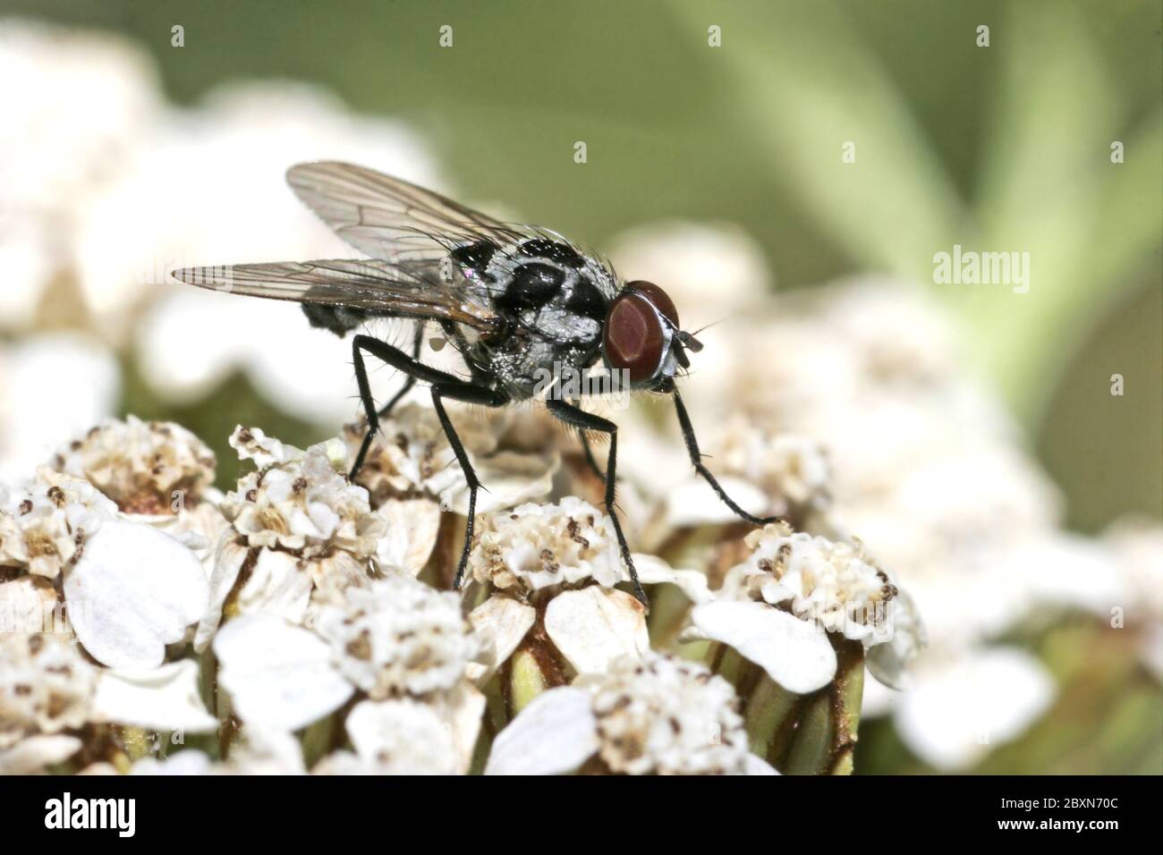 Anthomyia pluvialis male Stock Photo - Alamy