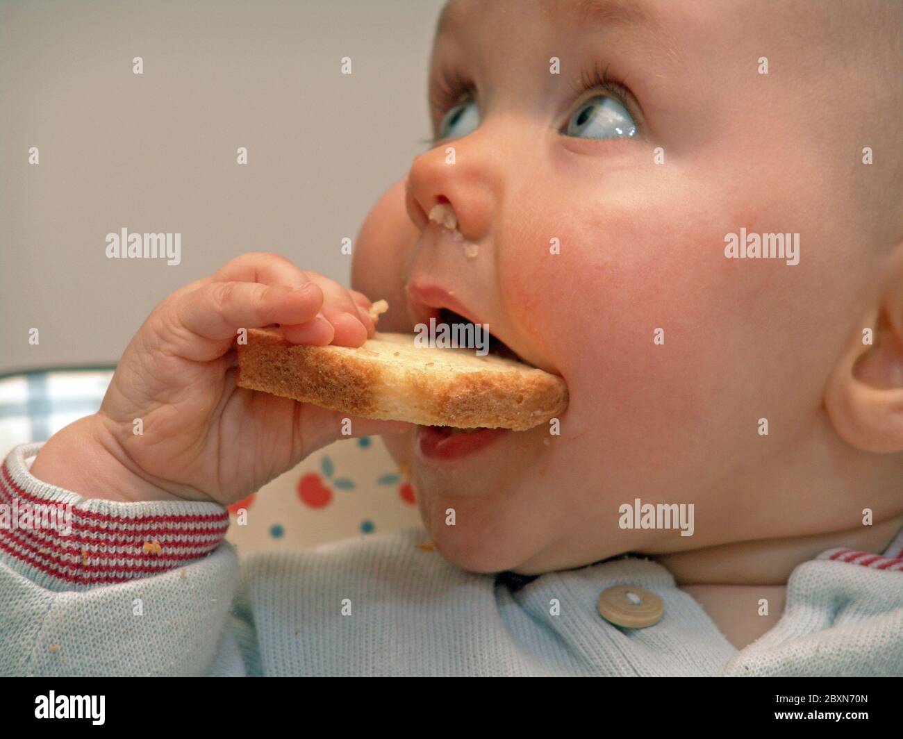 Toddler eating rusk Stock Photo - Alamy