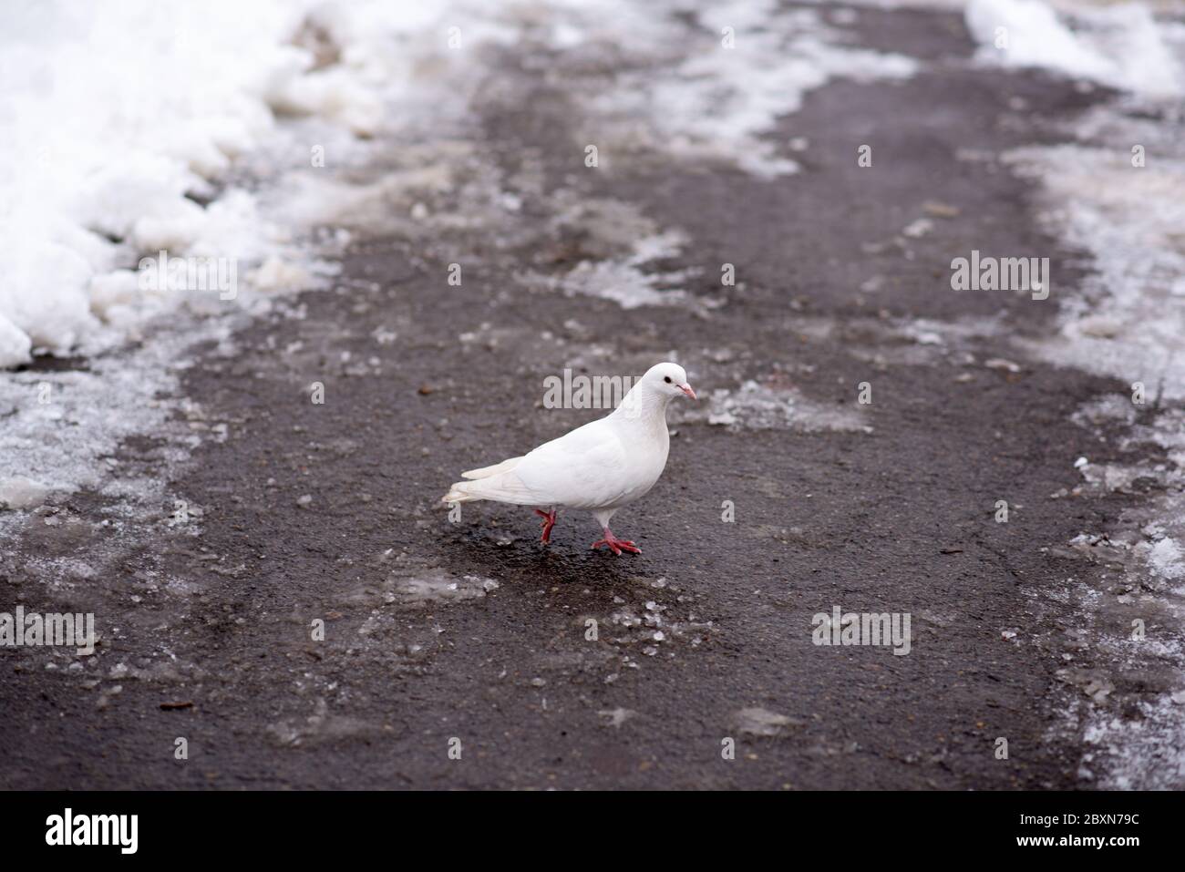 Snow white dove hi-res stock photography and images - Alamy