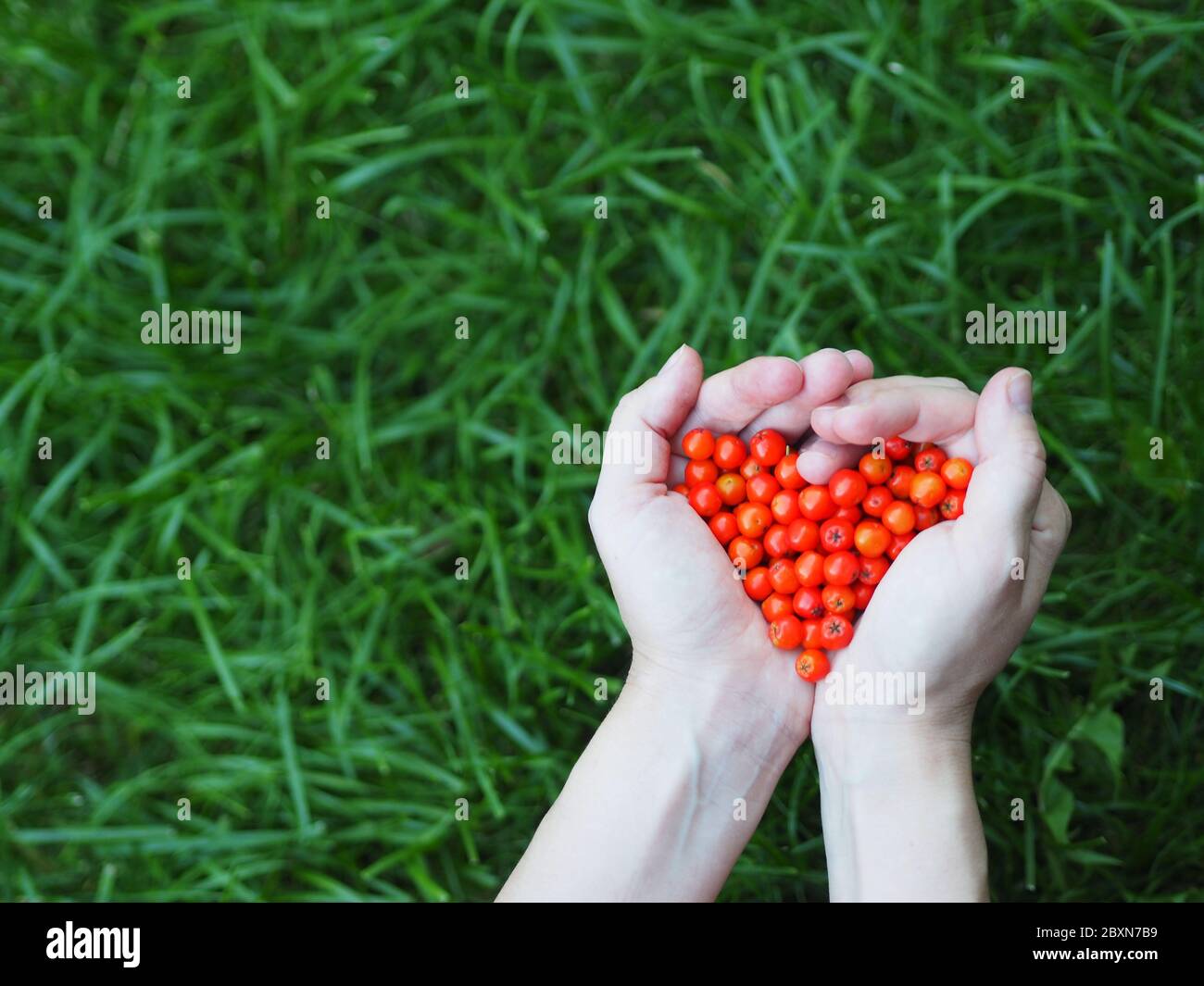 Hands holding red heart from berries over green backgraund, health care ...
