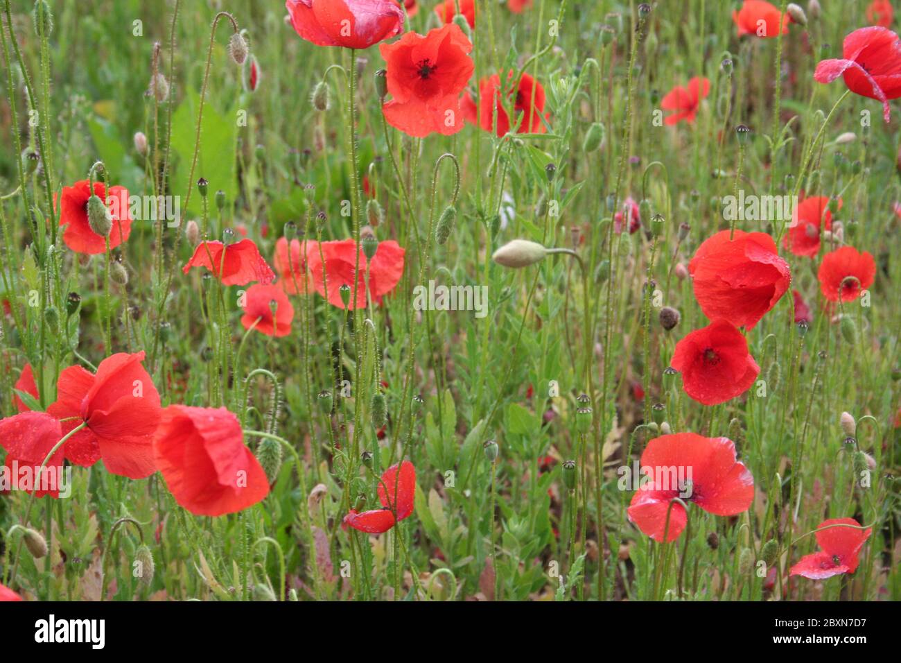 Corn poppy blossoms Stock Photo - Alamy