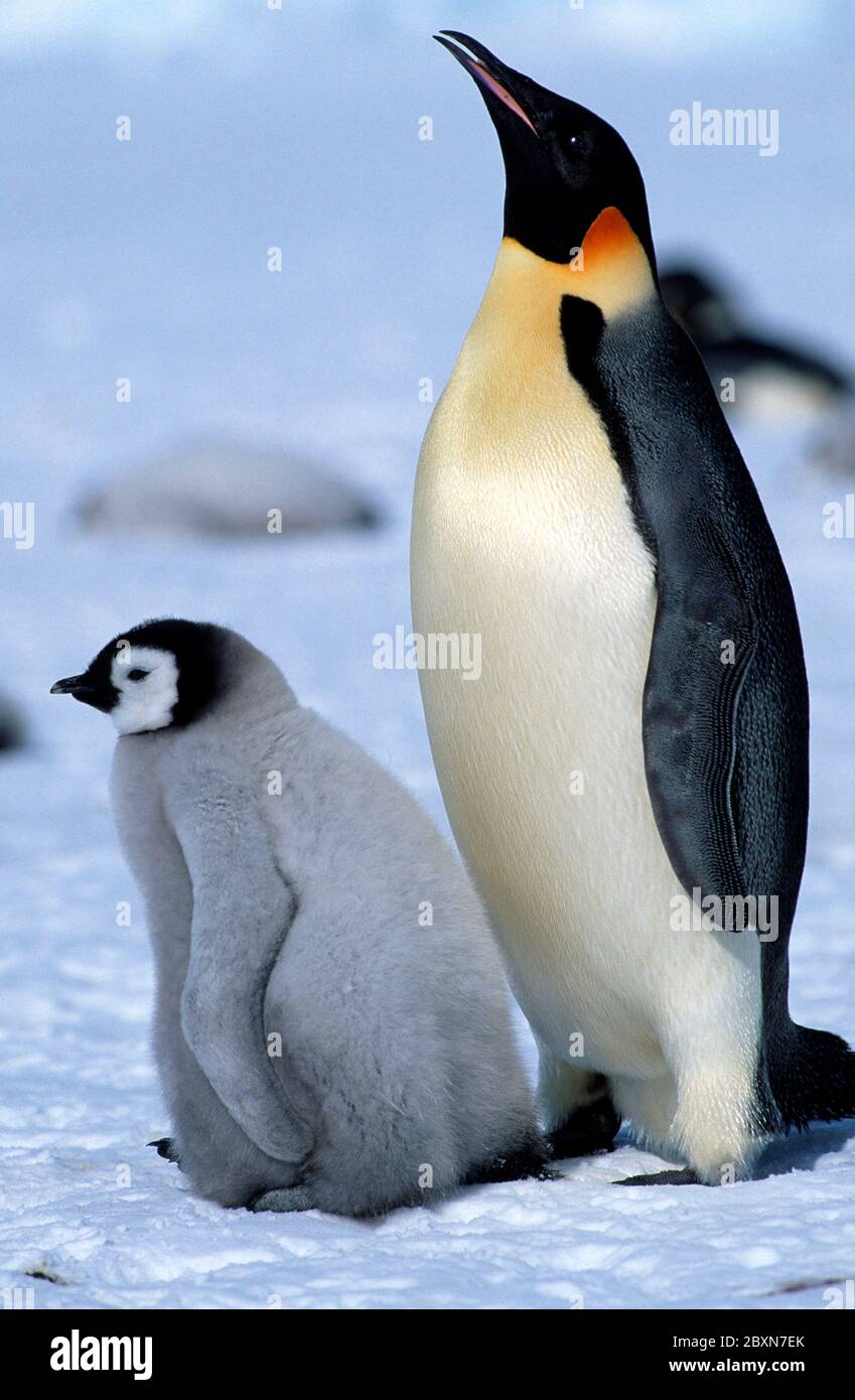 Emperor Penguins, Antartica Stock Photo - Alamy