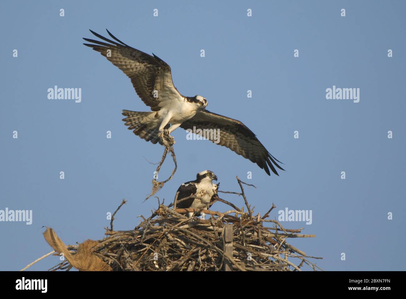 Australian fish eagle hi-res stock photography and images - Alamy