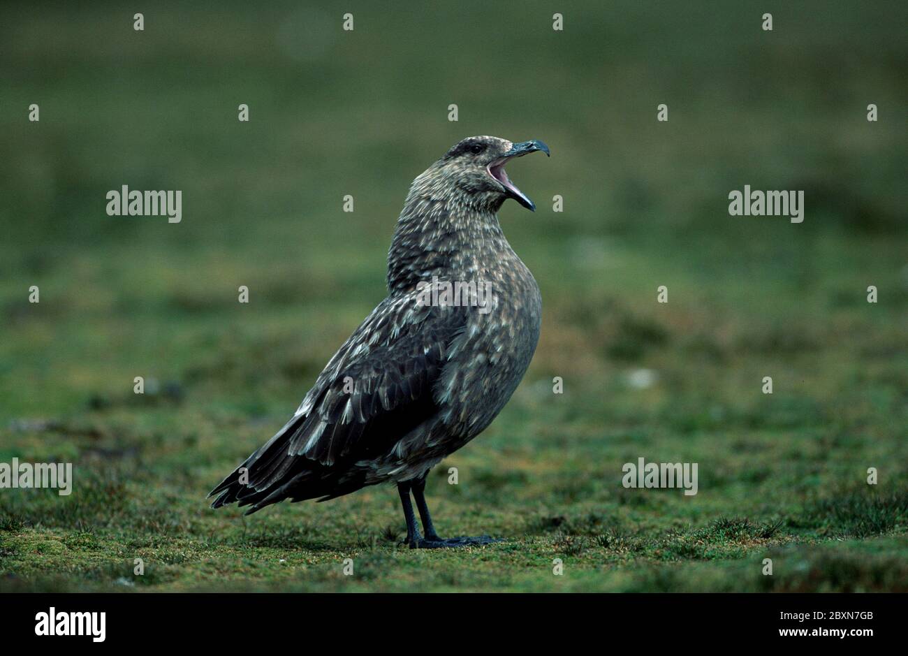 Stercorarius skua, stercorariidae, Skua Stock Photo - Alamy