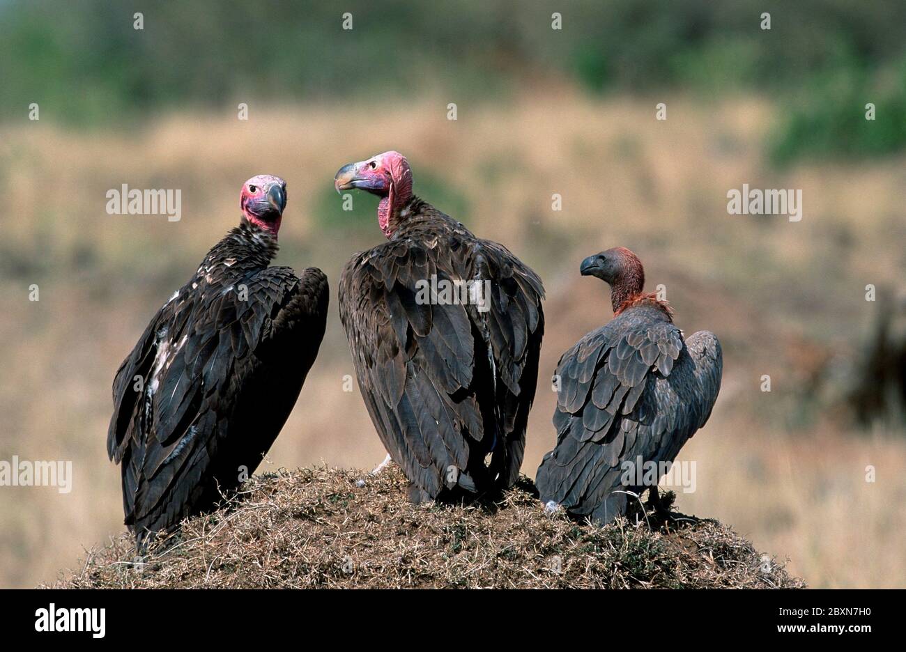 Abyssinian vulture, Torgos tracheliotus, Aegypius tracheliotus, africa ...