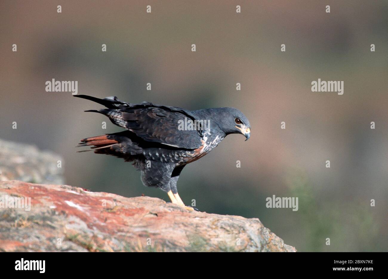 African buzzards hi-res stock photography and images - Alamy