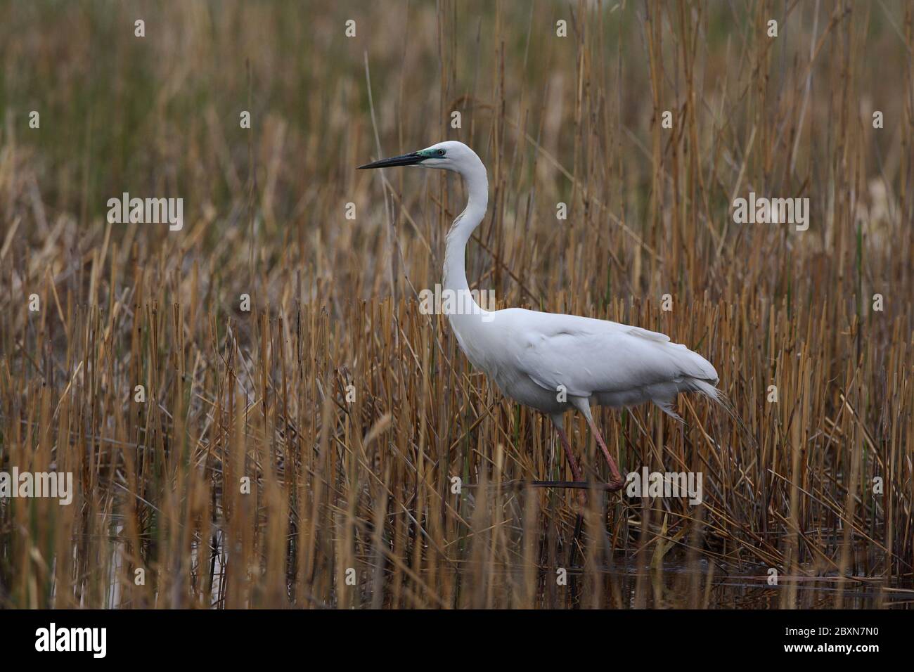 Australian Great Egret High Resolution Stock Photography and Images - Alamy
