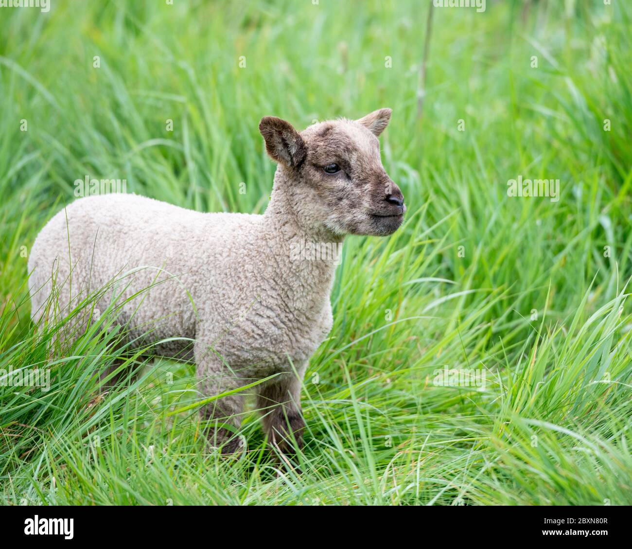 Spring lamb grazing in a Suffolk meadow Stock Photo - Alamy