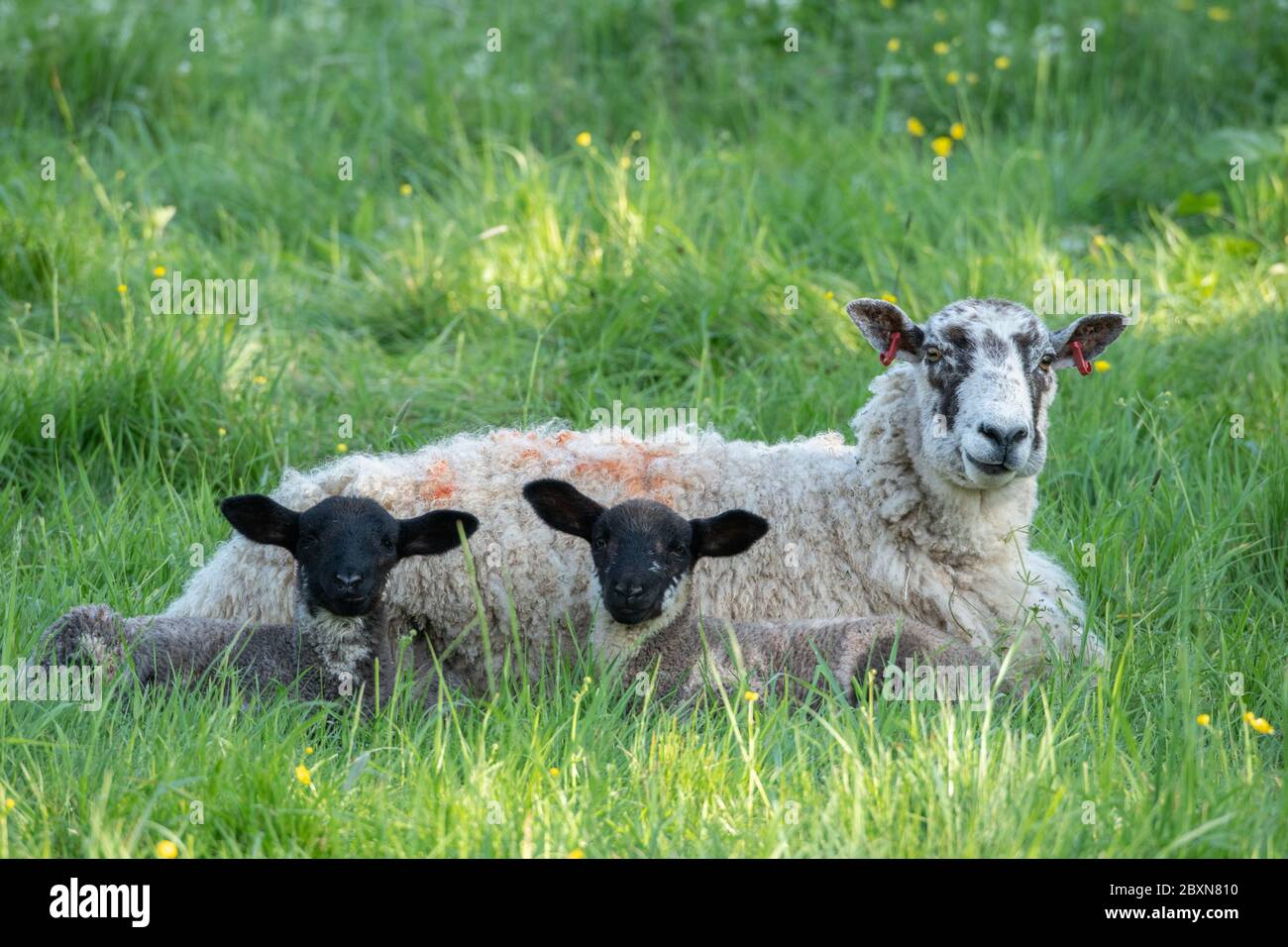 Sheep and her twin lambs in a Suffolk meadow Stock Photo - Alamy