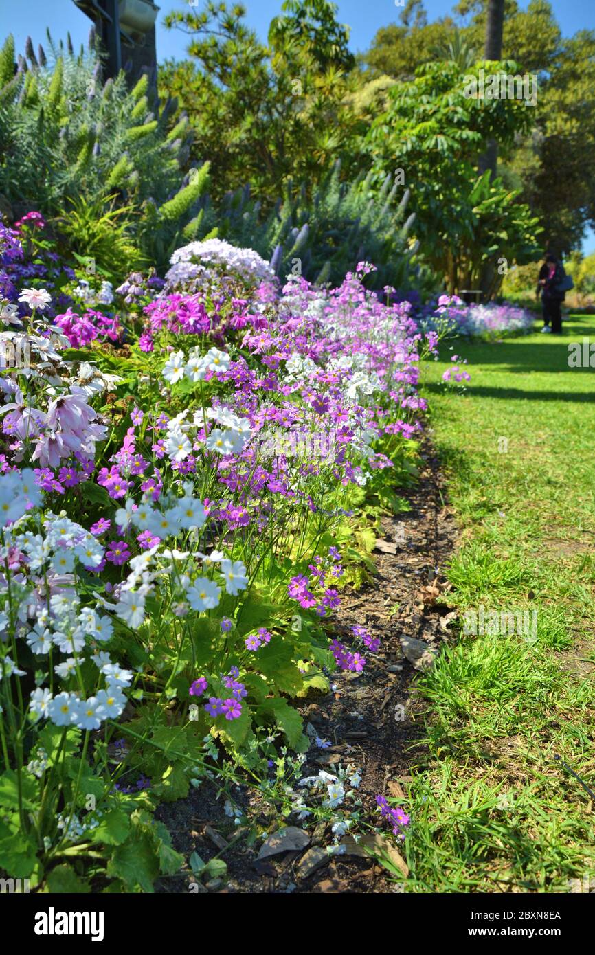 Primula malacoides hi-res stock photography and images - Alamy