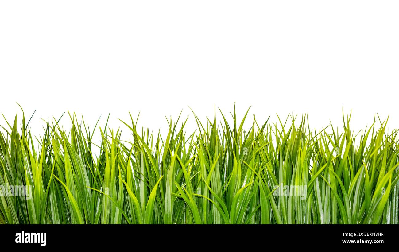 Green grass border isolated on white background Stock Photo - Alamy