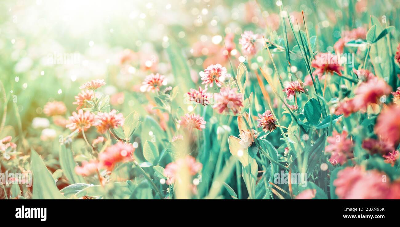 Wildflowers of clover in rays of sunlight Stock Photo - Alamy