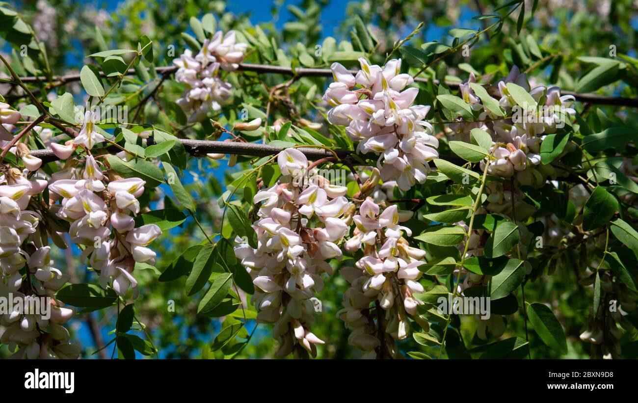 Acacia tree flowers blooming in the spring Stock Photo - Alamy