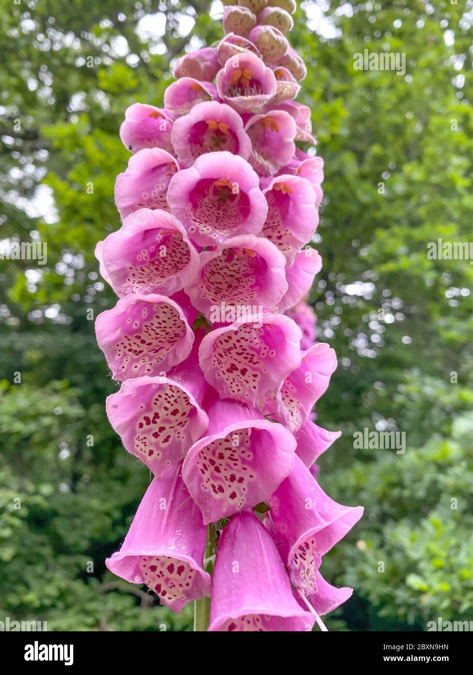 Foxglove plants. The gardeners favourite flower makes a beautiful ...