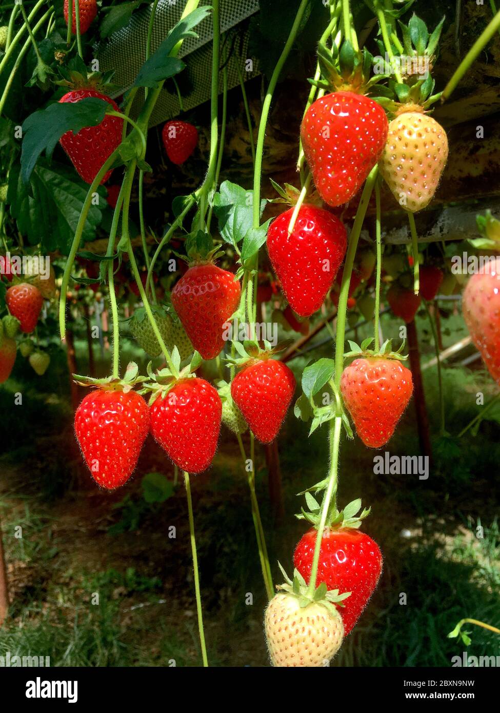 Strawberries in various stages of ripeness. Grown in poly tunnels on an ...