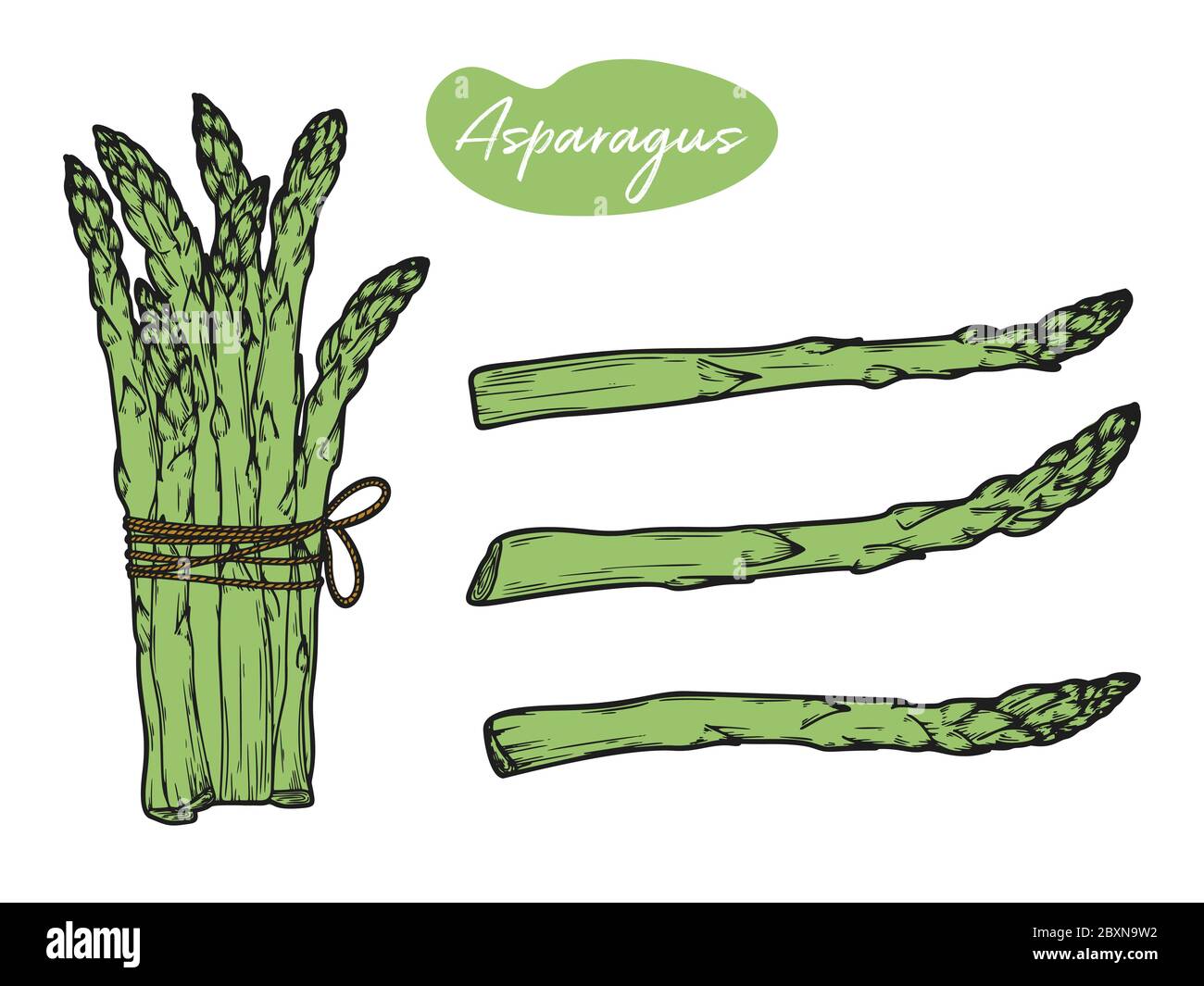 One Asparagus Drawing