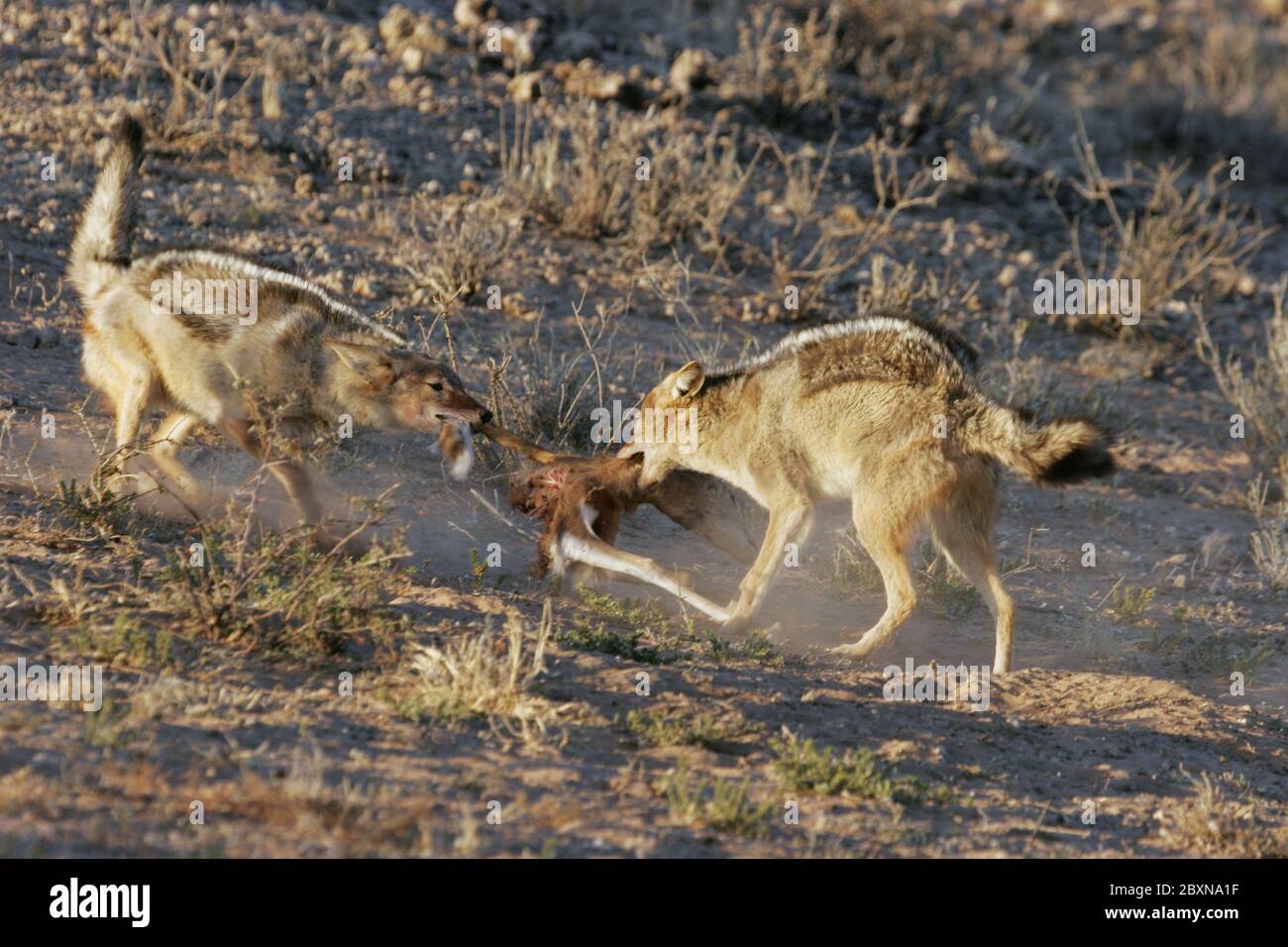 Jackal fight hi-res stock photography and images - Alamy
